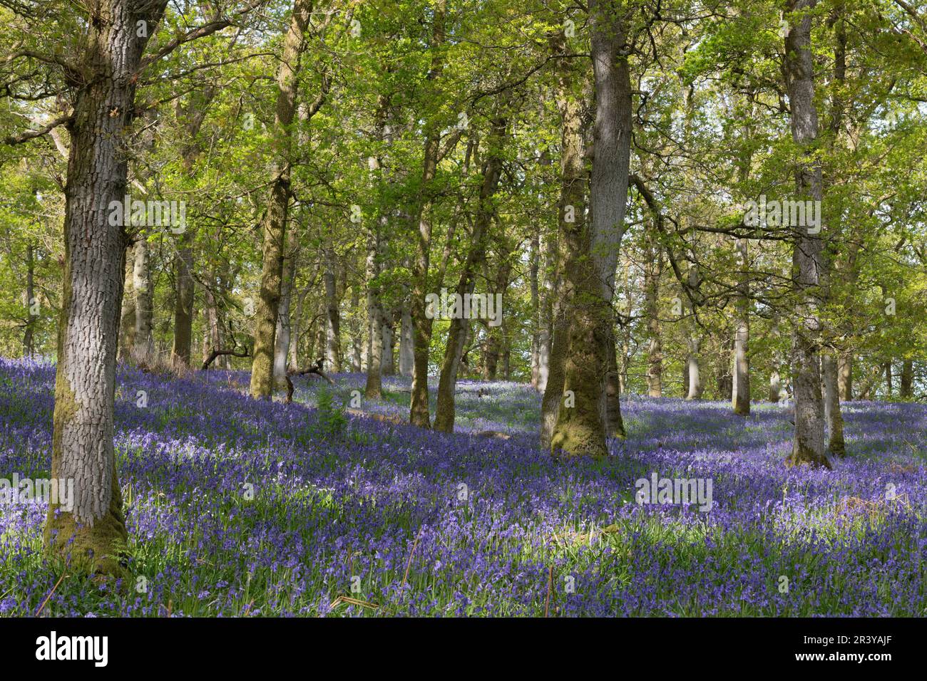 Bluebell in spring hi-res stock photography and images - Alamy