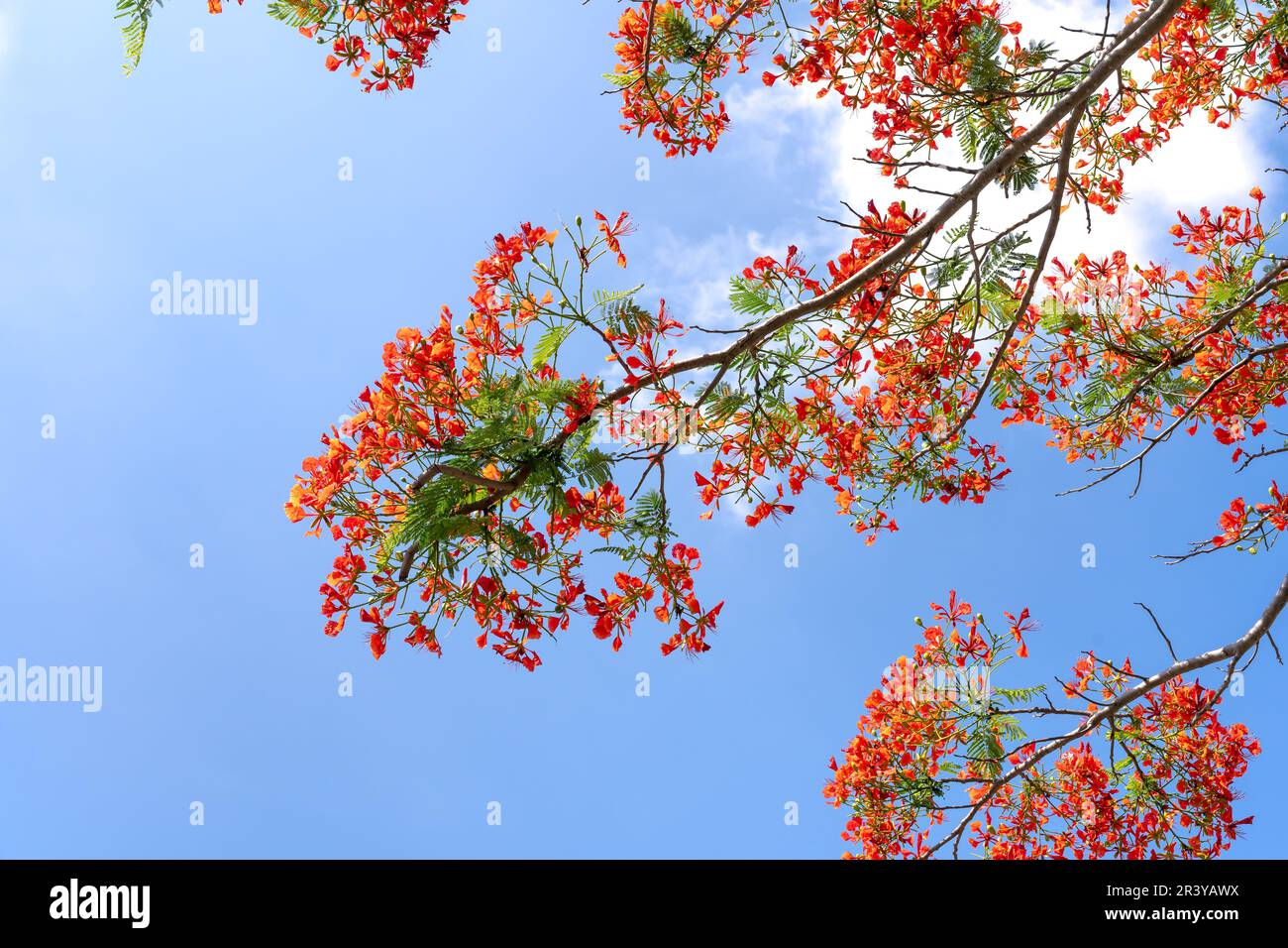 Bright red phoenix flowers bloom against the blue sky Stock Photo - Alamy