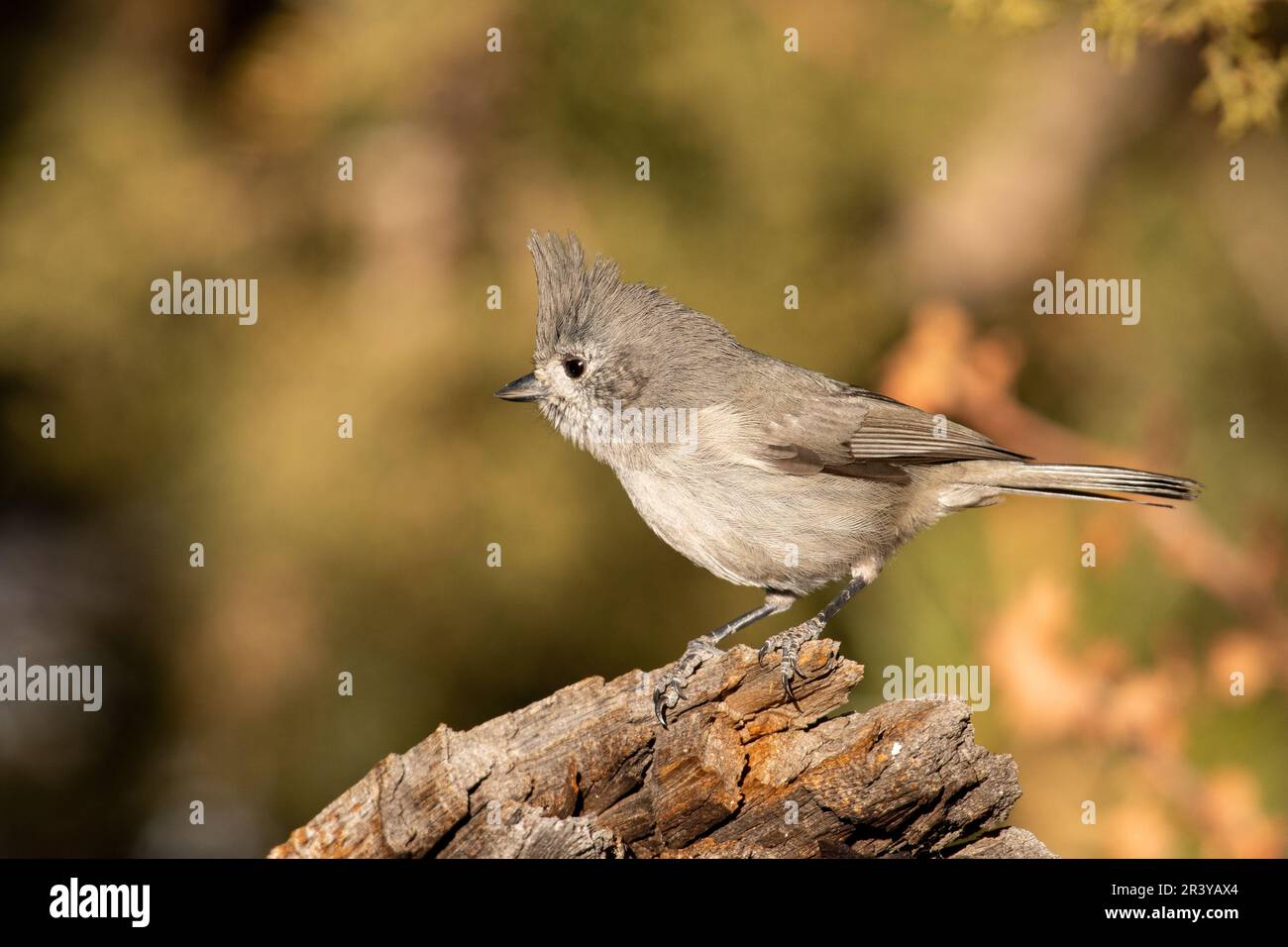 Juniper stump hi-res stock photography and images - Alamy