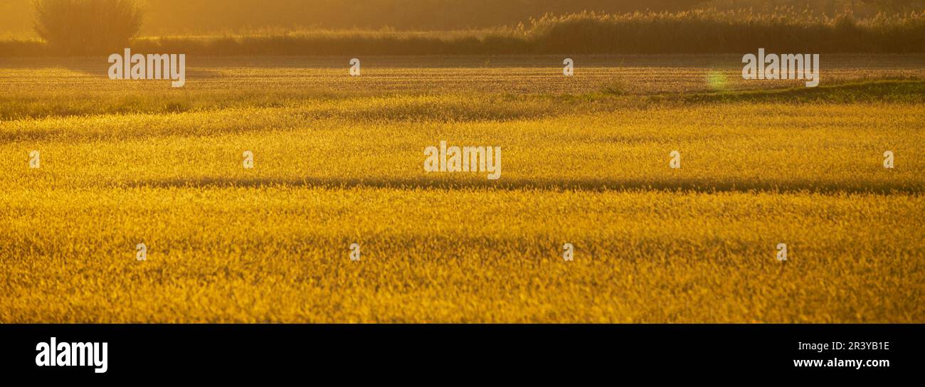 In agriculture, a field is an area of land, enclosed or otherwise, used ...