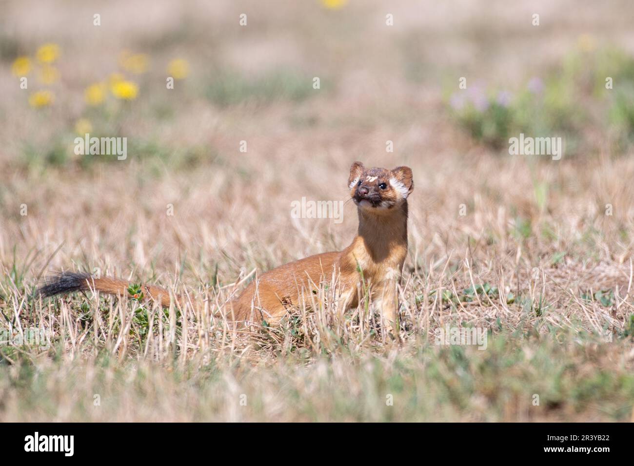 Long-tailed weasel closeup in field Stock Photo - Alamy