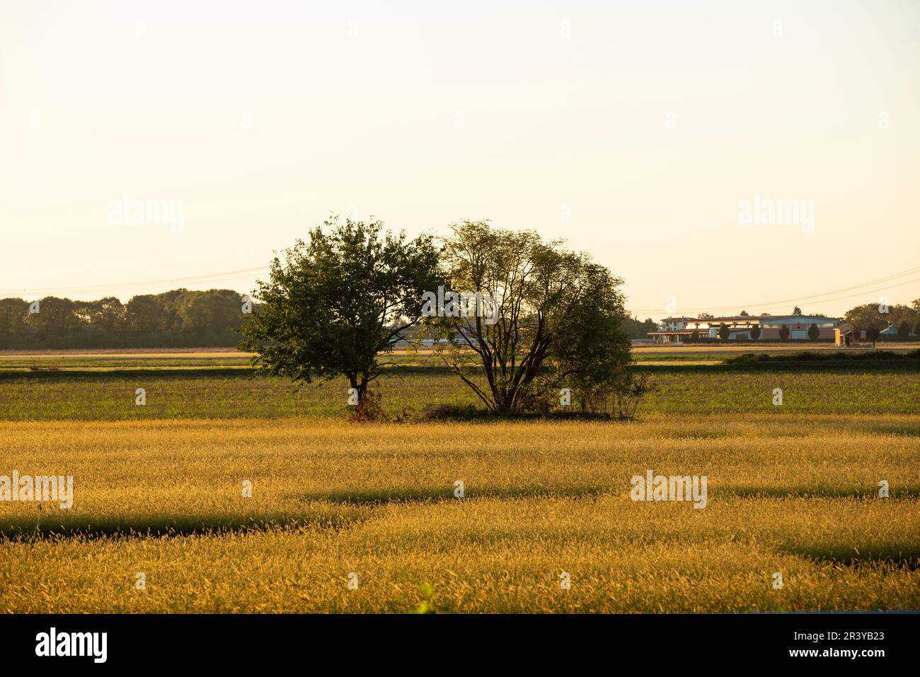 In agriculture, a field is an area of land, enclosed or otherwise, used ...