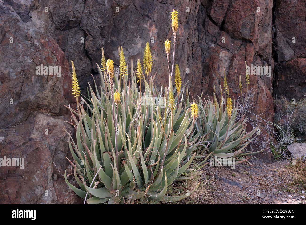 True aloe hi-res stock photography and images - Alamy