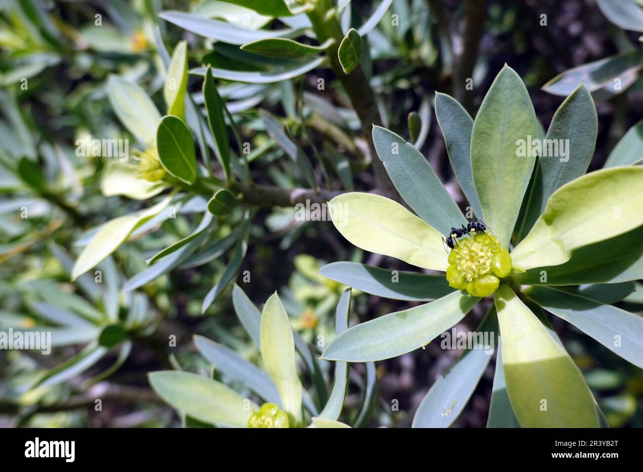 Balsam spurge Euphorbia balsamifera Stock Photo - Alamy