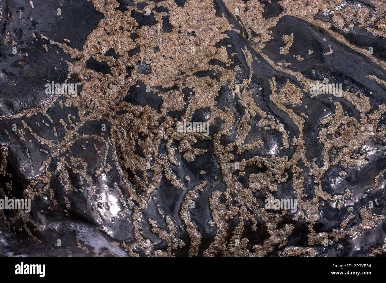 Rankenfusskrebs hi-res stock photography and images - Alamy