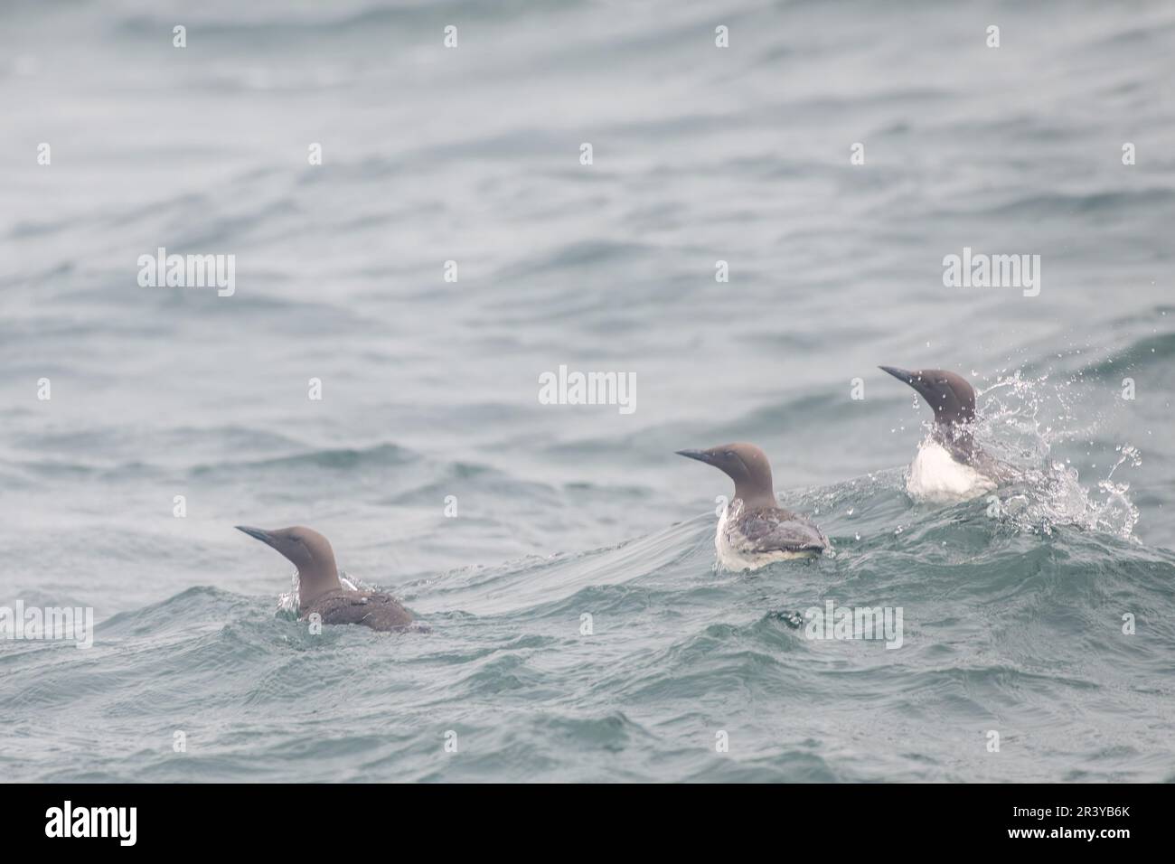 Three common murres in the ocean Stock Photo - Alamy