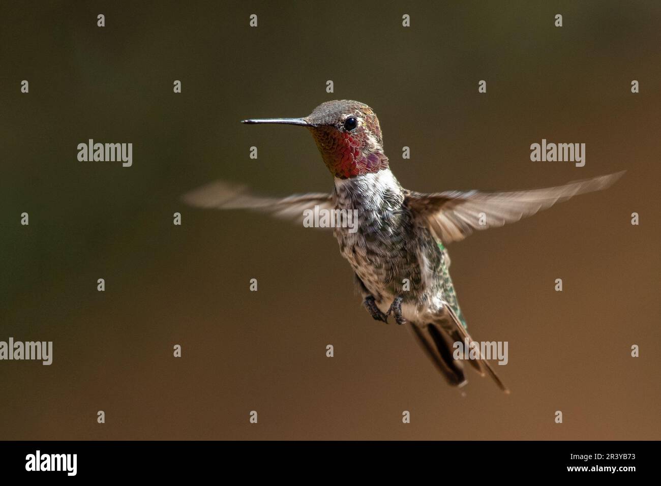 Hummingbird frozen in flight hi-res stock photography and images - Alamy