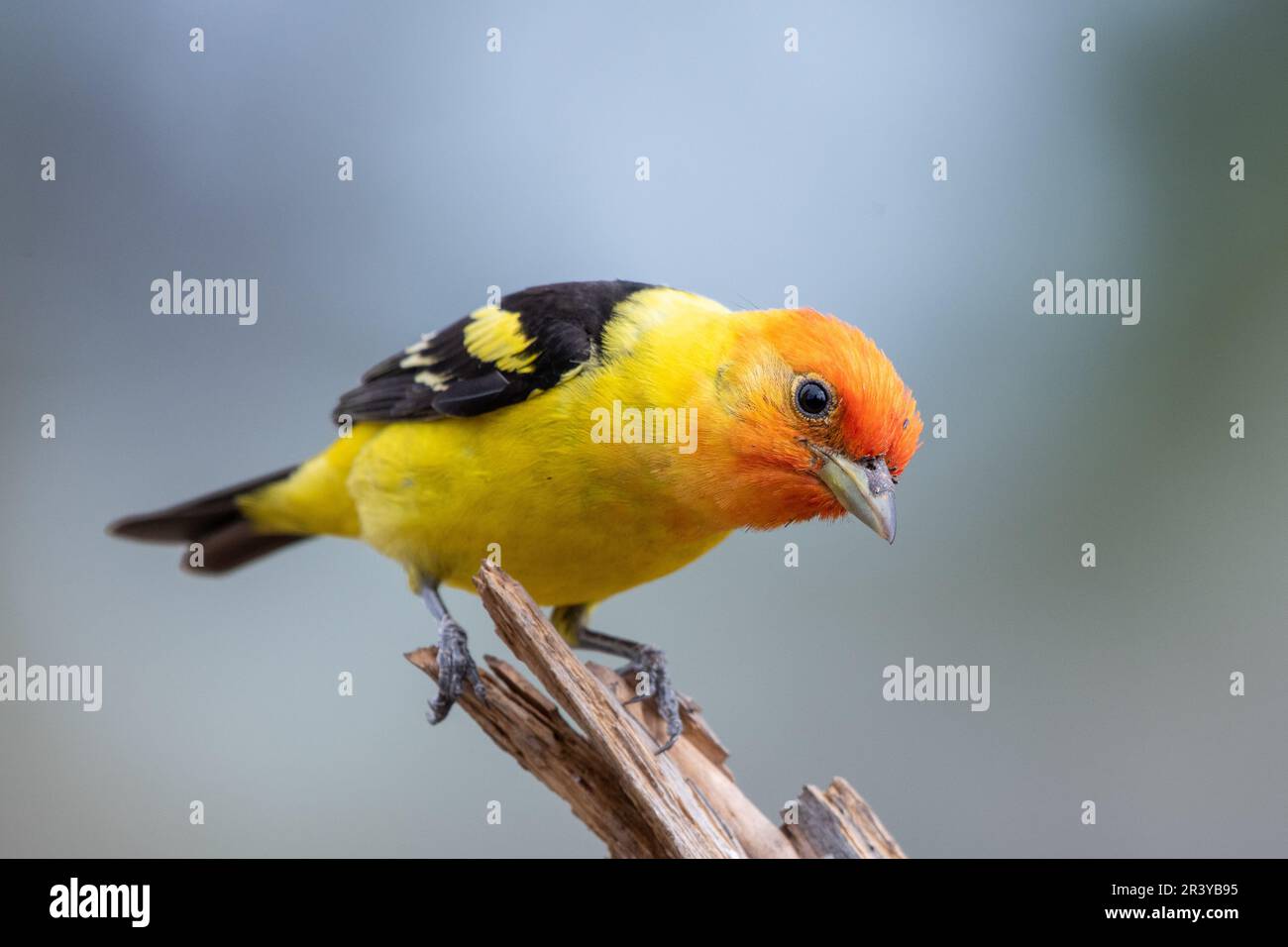 Piranga tanagers hi-res stock photography and images - Alamy