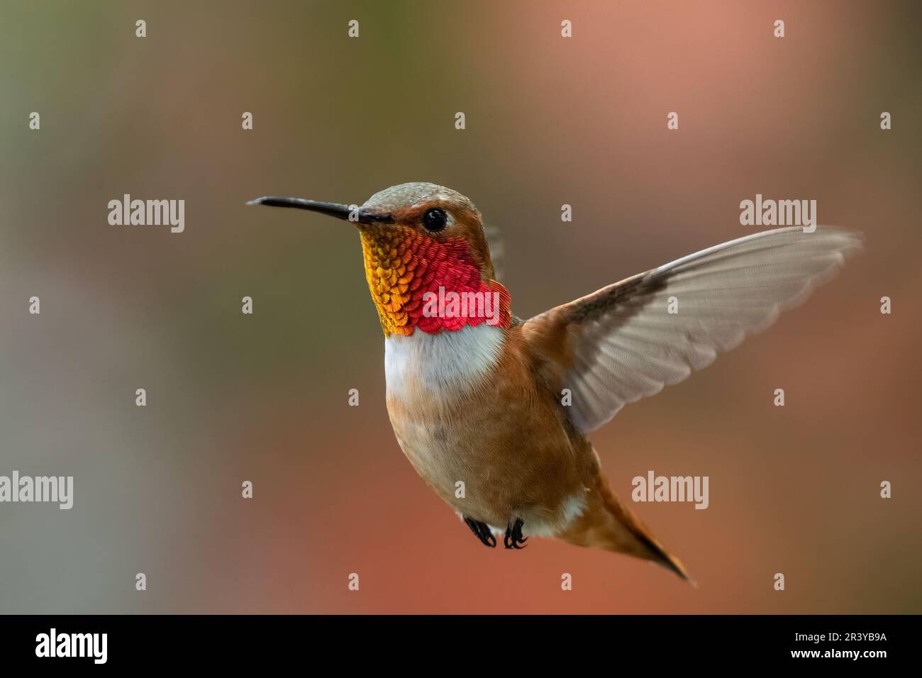 Male rufous hummingbird hovering and frozen Stock Photo - Alamy