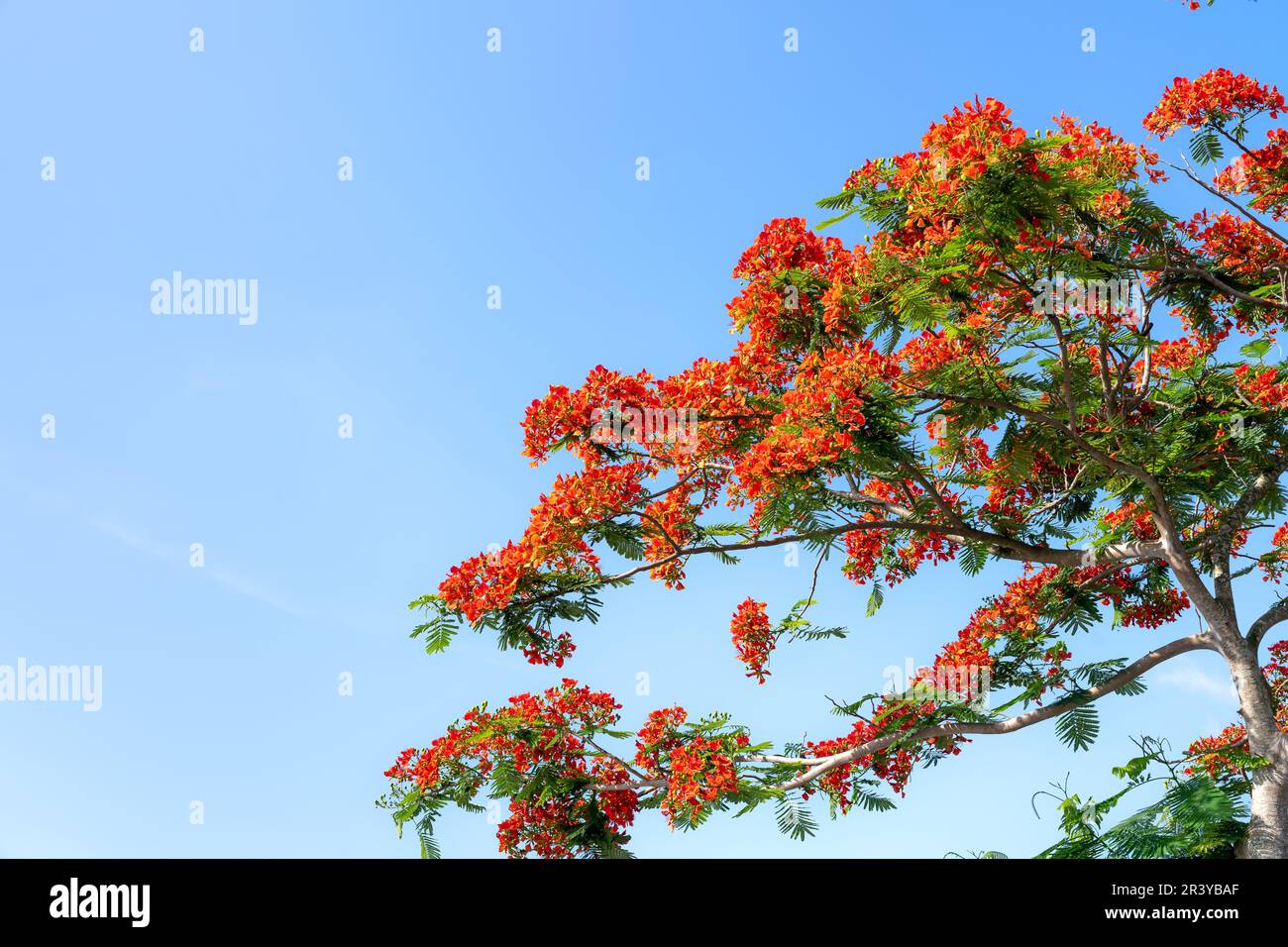 Bright red phoenix flowers bloom against the blue sky Stock Photo - Alamy