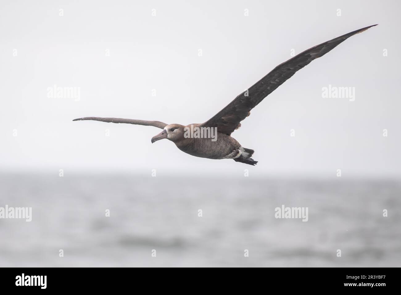 Black-footed albatross flying over the ocean Stock Photo - Alamy
