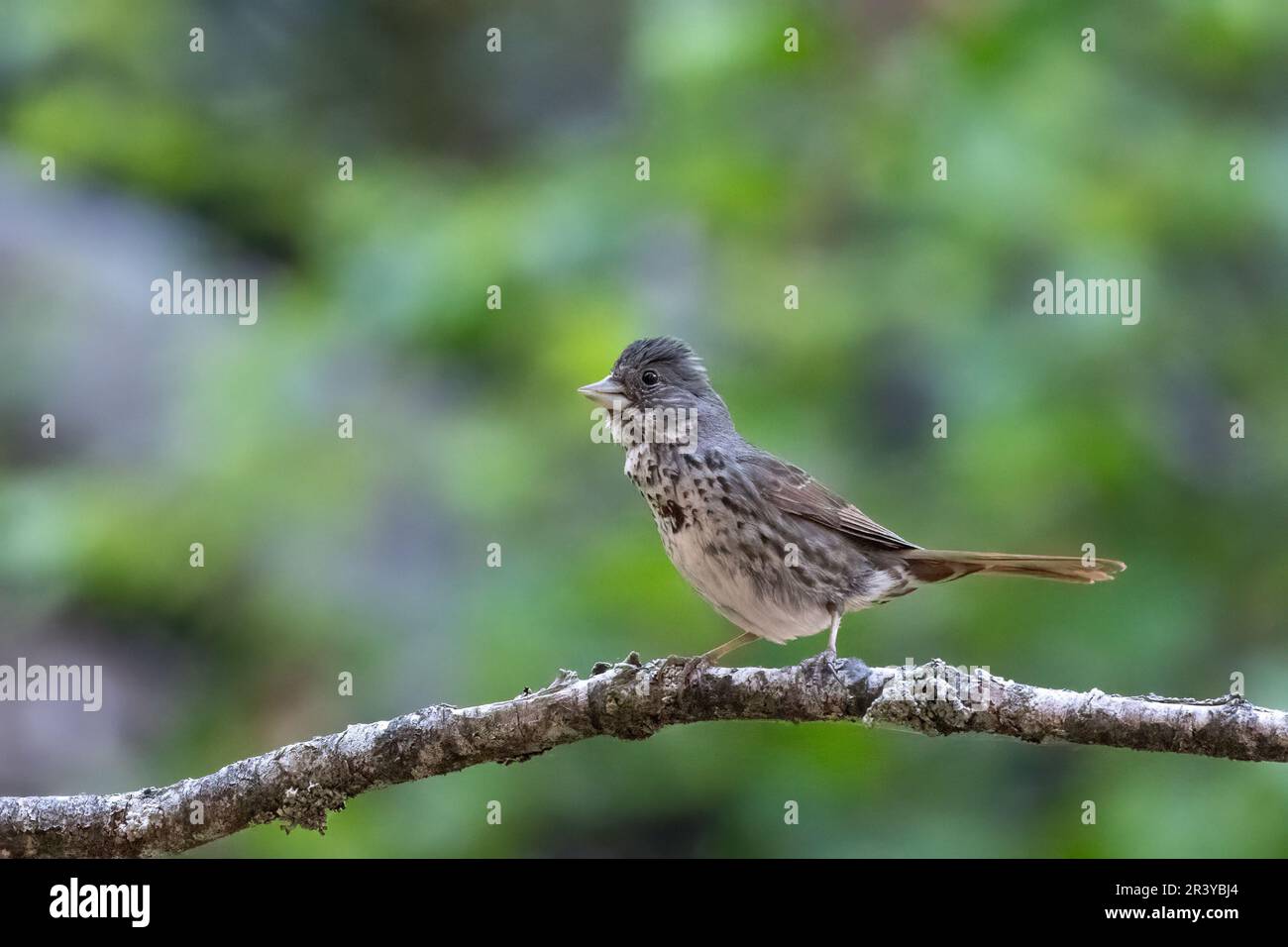 Fox sparrow sitting on a perch Stock Photo - Alamy