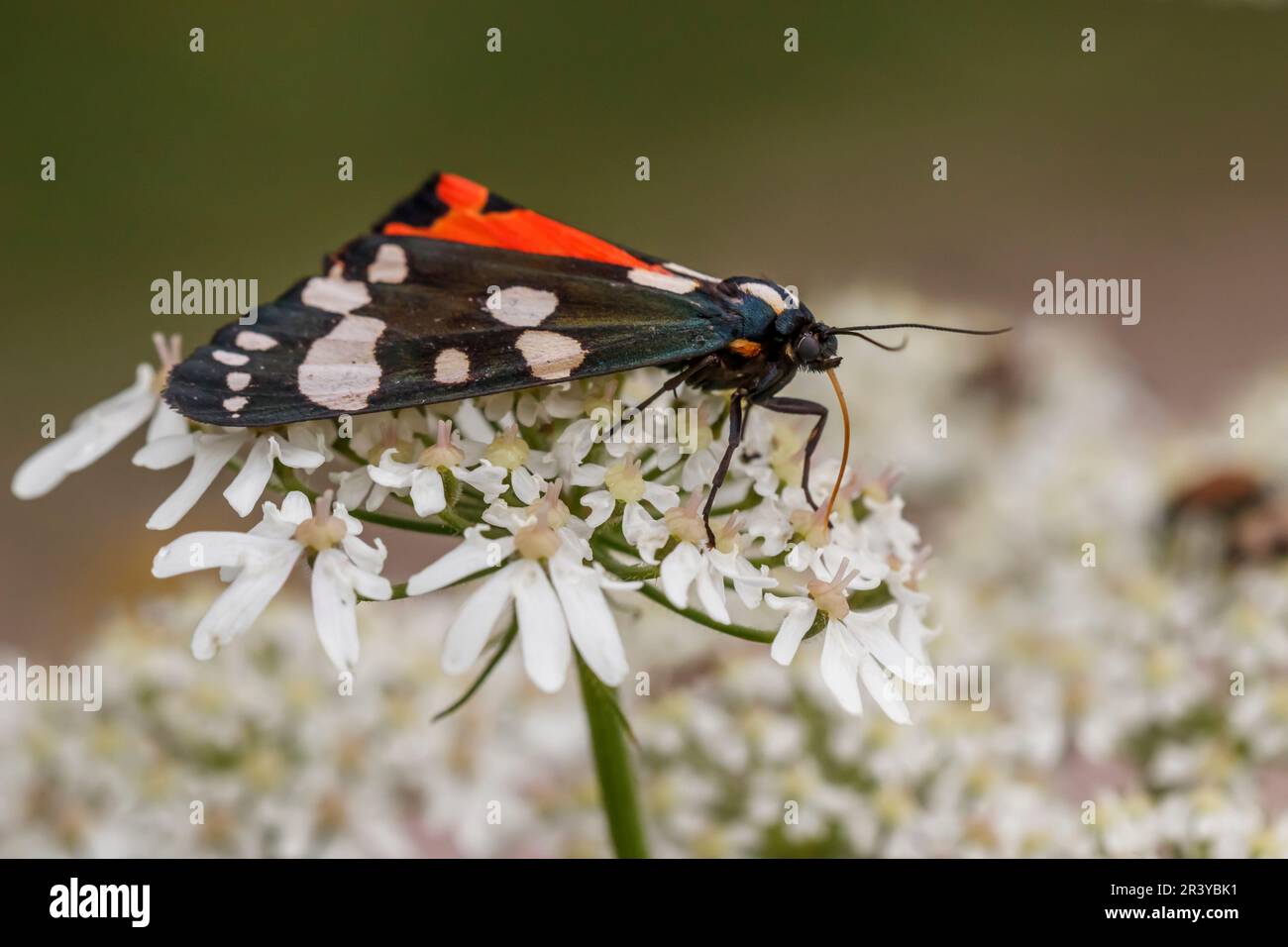 Callimorpha dominula, commonly known as Scarlet tiger moth Stock Photo ...