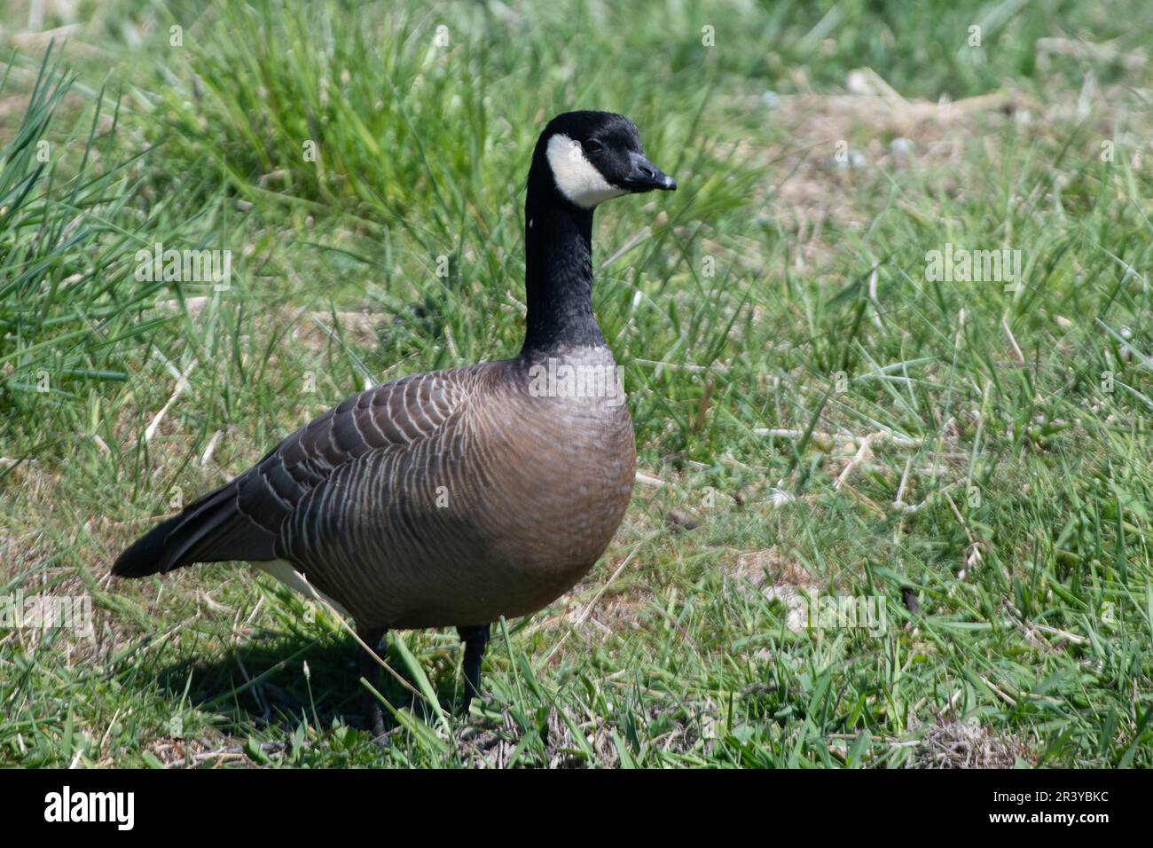 Cackling goose hi-res stock photography and images - Alamy