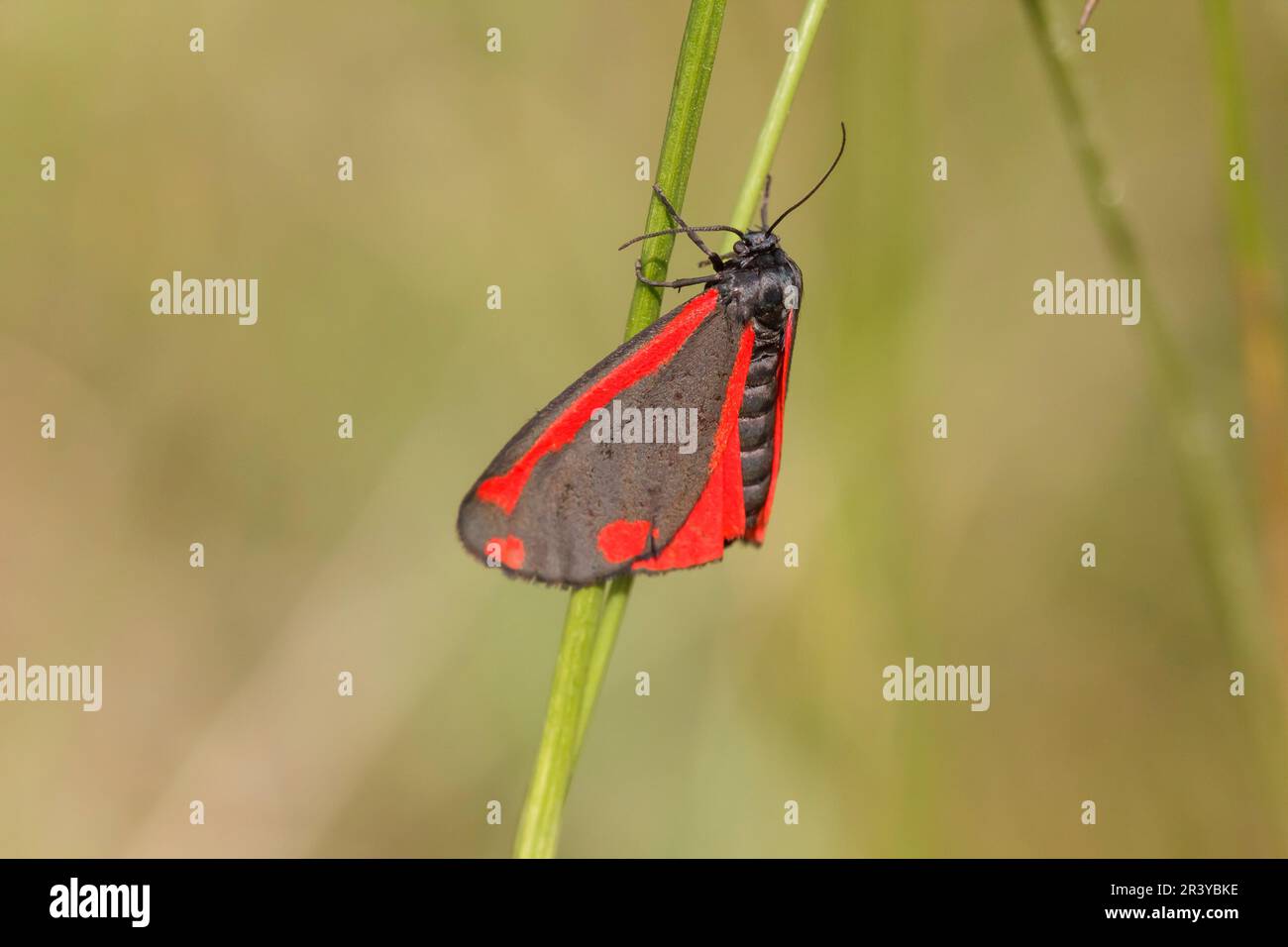 Tyria jacobaea, known as Cinnabar moth Stock Photo - Alamy