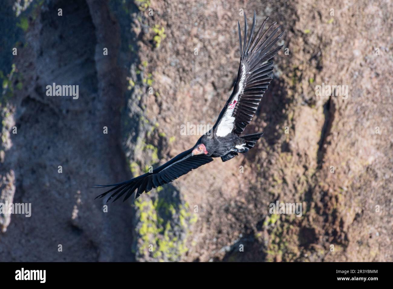 Flying california condor hi-res stock photography and images - Alamy