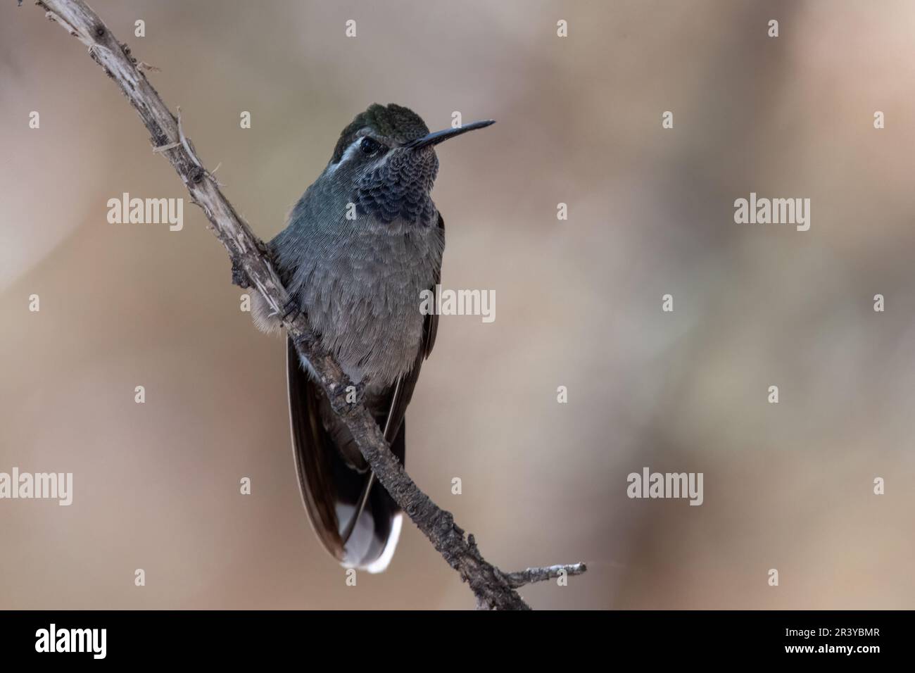 Blue-throated hummingbird on a perch Stock Photo - Alamy