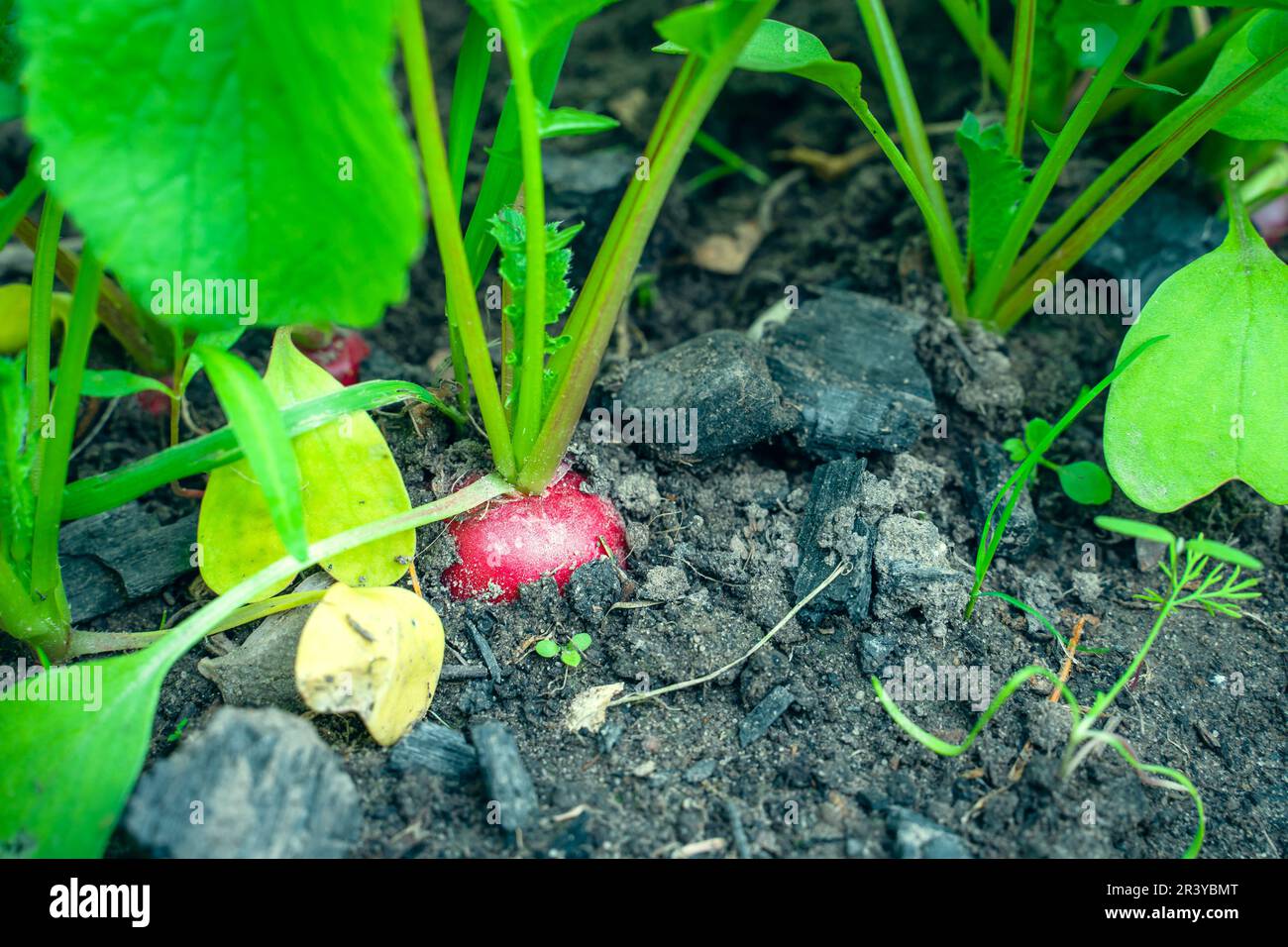 Red radish grows in the soil of a vegetable garden close-up. Red root ...