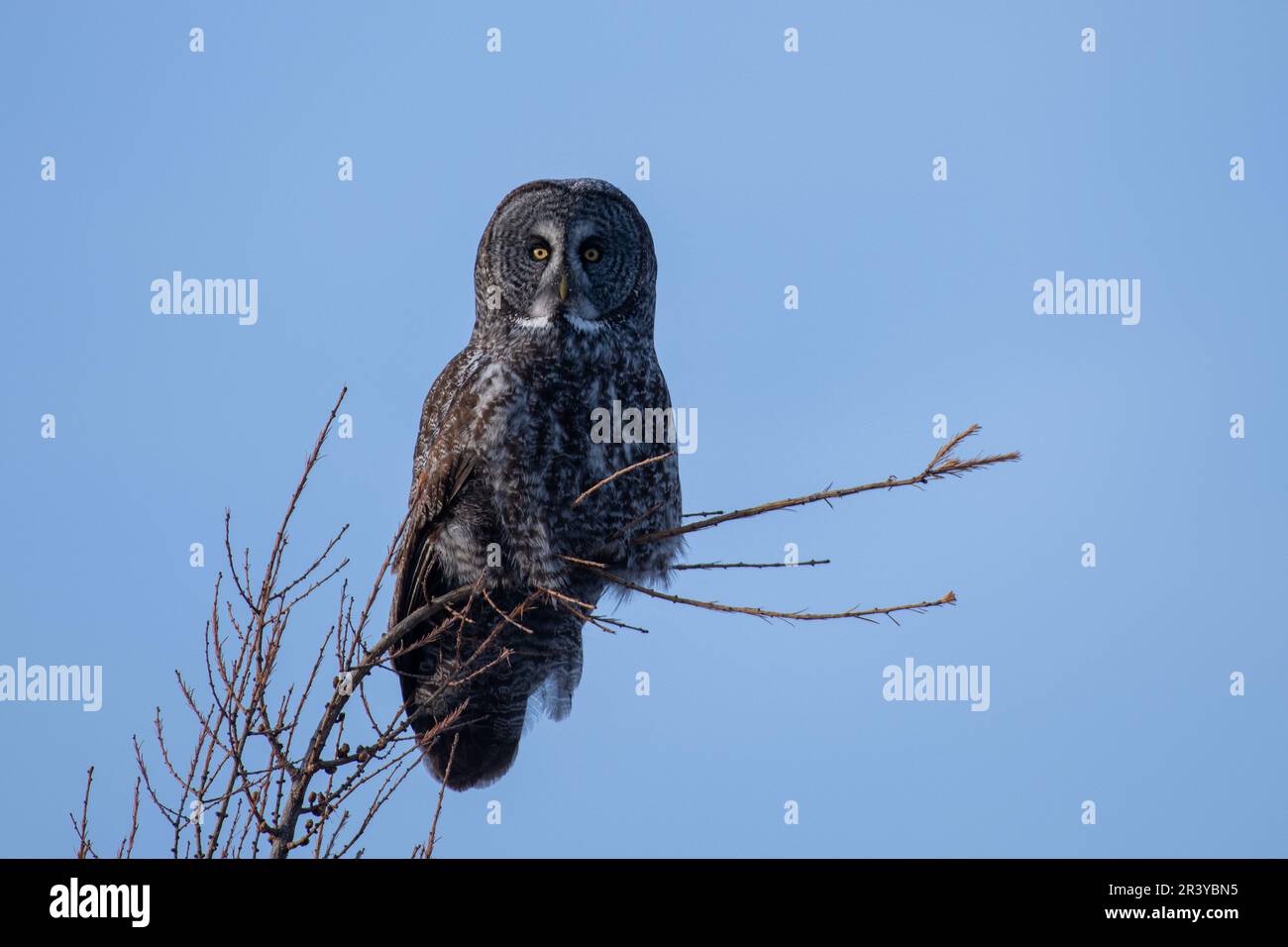 Great gray owl on top of tree Stock Photo - Alamy
