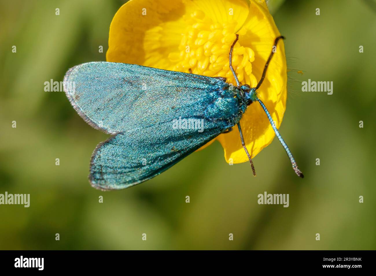 Adscita statices, syn. Procris statices, known as Green forester ...