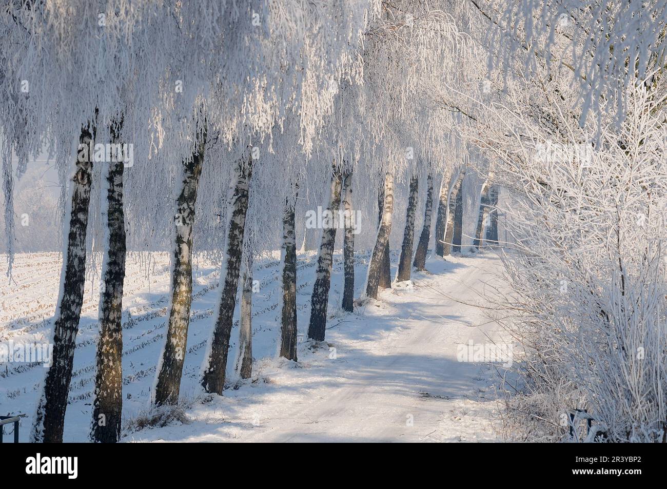Winter alley in germany Stock Photo - Alamy
