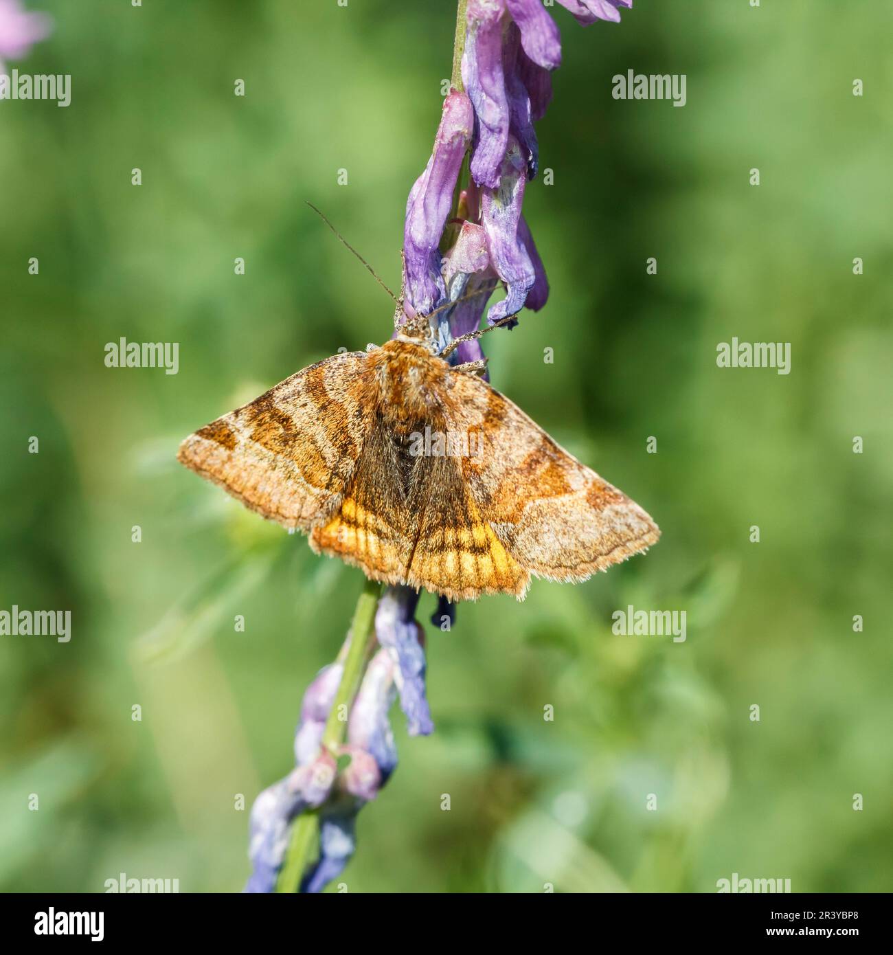 Euclidia glyphica, known as Burnet companion moth Stock Photo - Alamy