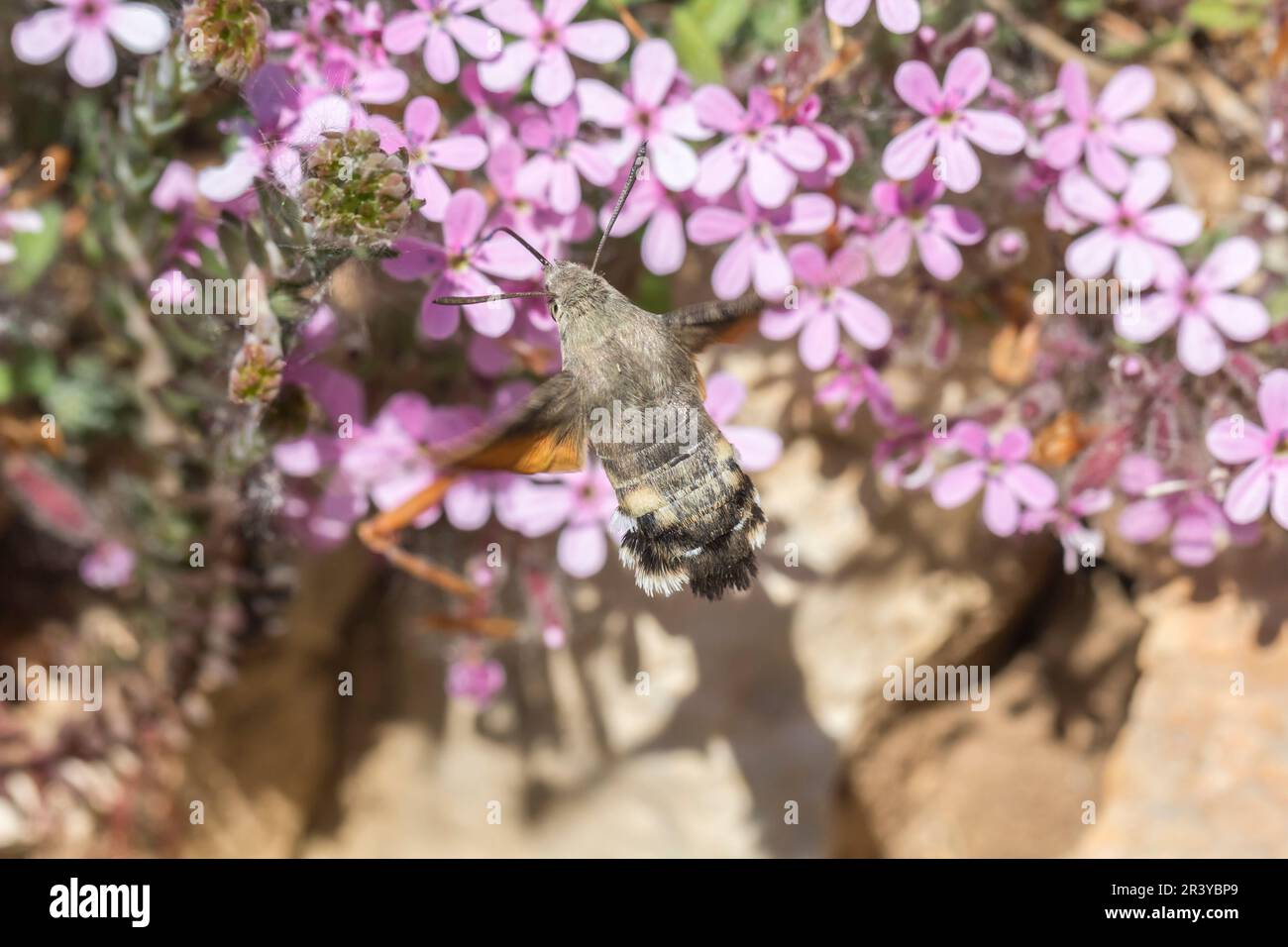 Macroglossum stellatum, known as Hummingbird hawkmoth, Hummingbird hawk ...