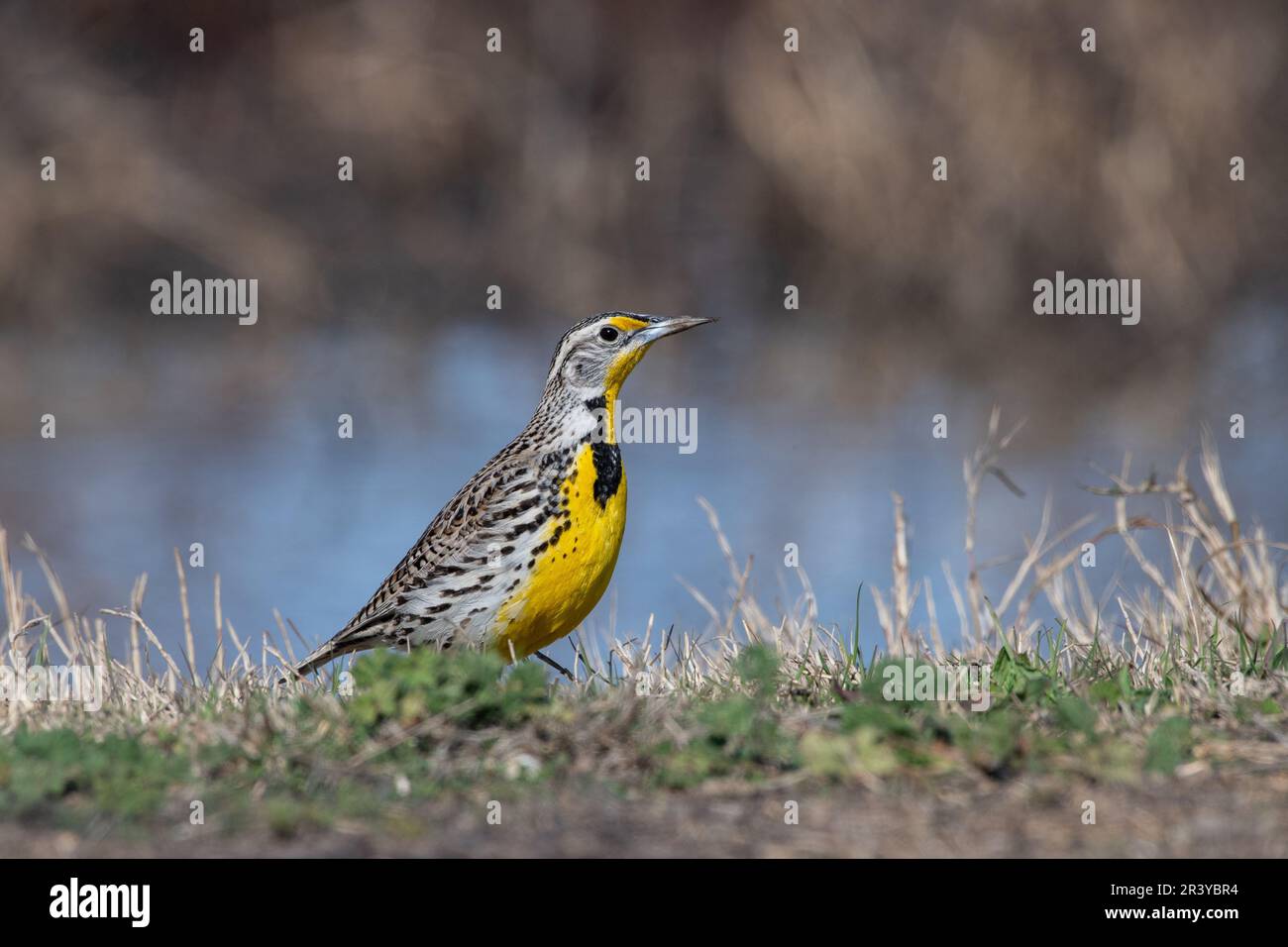 Western meadowlark in a field Stock Photo - Alamy