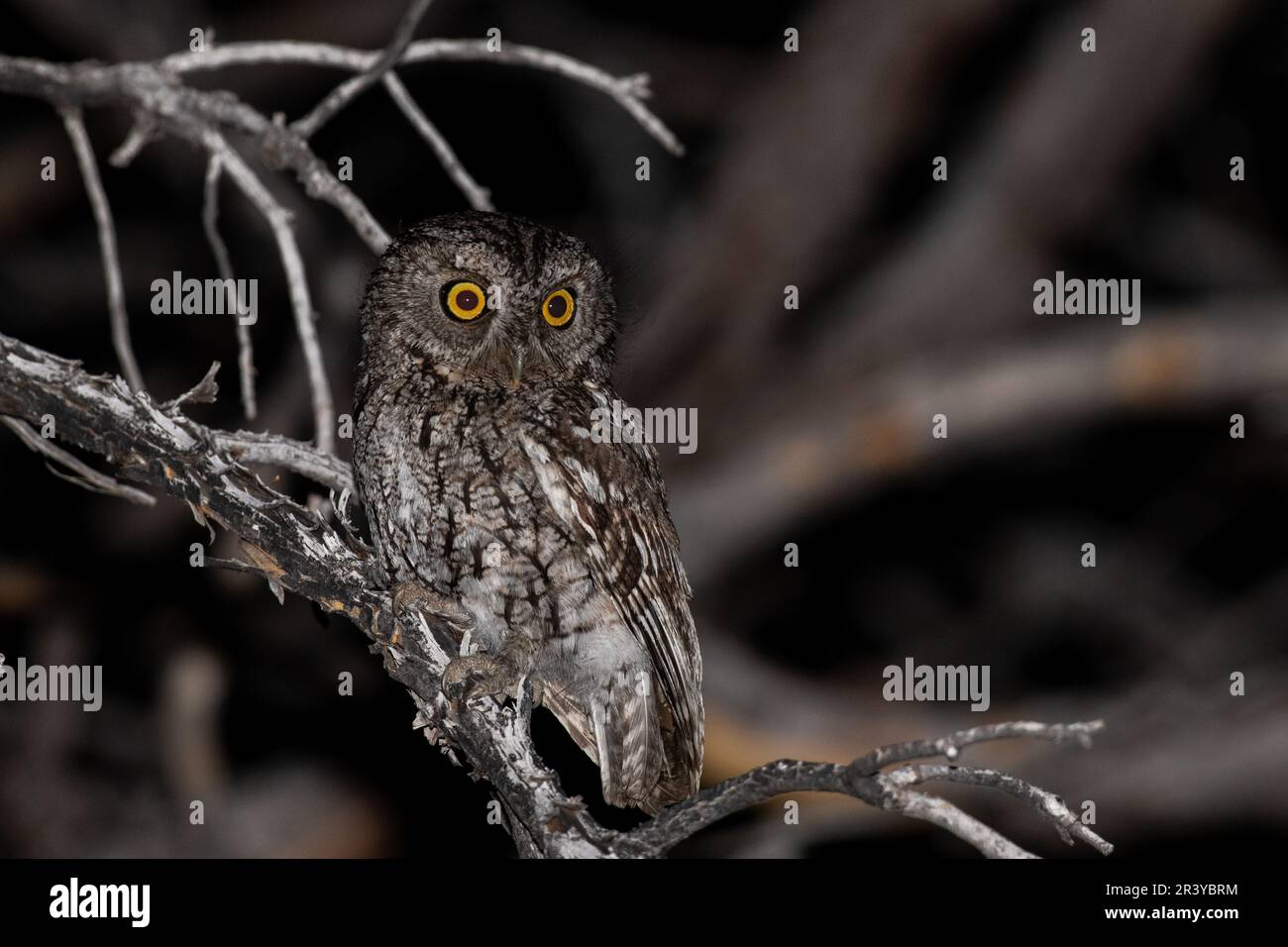 Whiskered screech owl sitting on a perch at night Stock Photo - Alamy