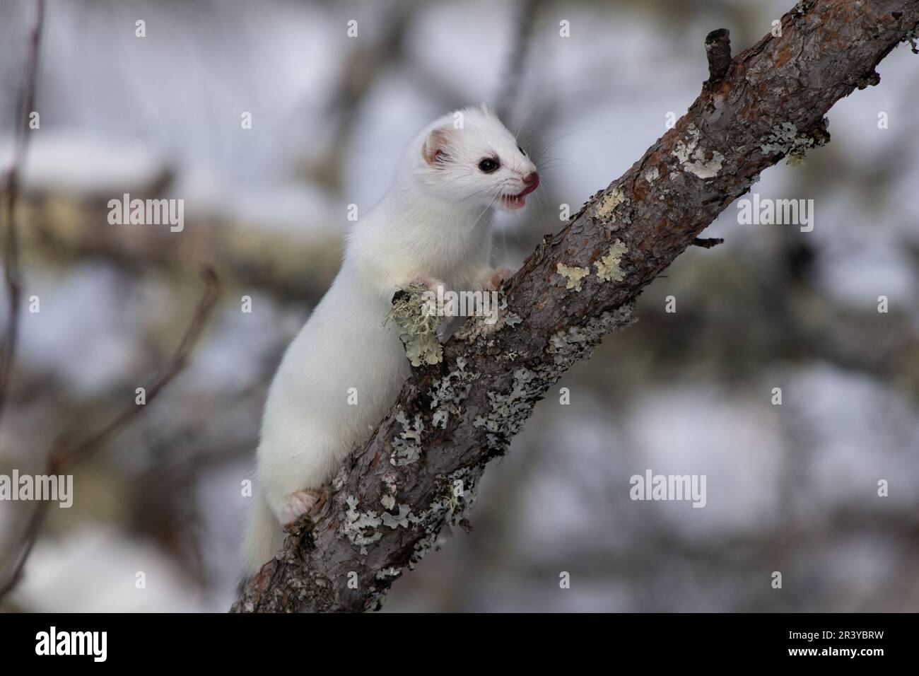 Mustelid climbing hi-res stock photography and images - Alamy