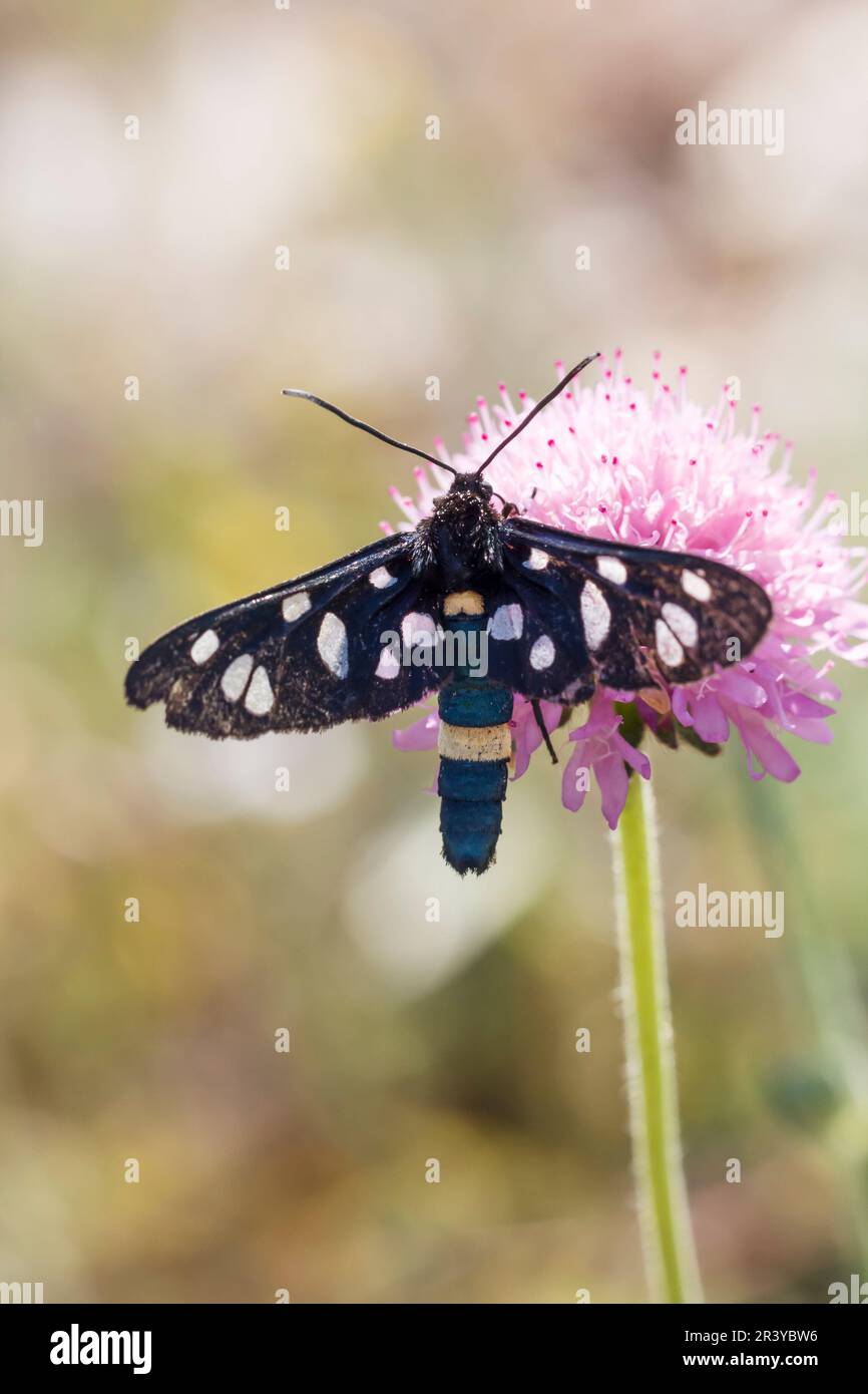 Amata phegea, known as Nine-spotted moth, Yellow belted burned Stock ...