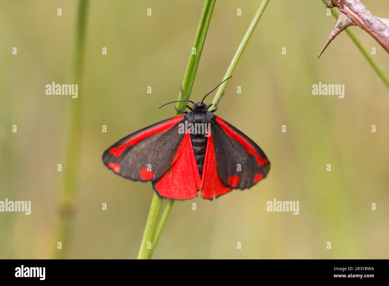 Close up cinnabar moth hi-res stock photography and images - Alamy