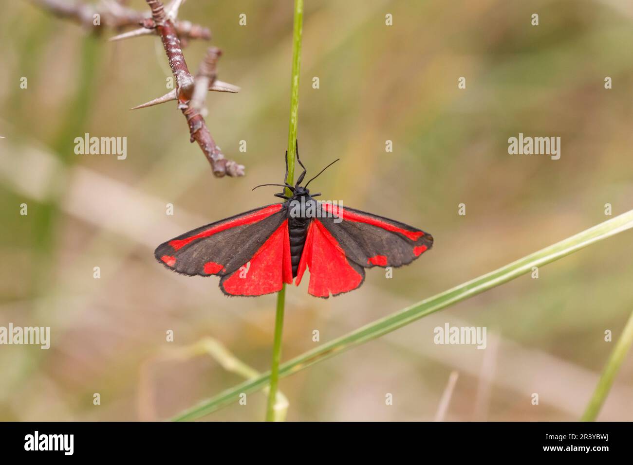 Tyria jacobaea, known as Cinnabar moth Stock Photo - Alamy