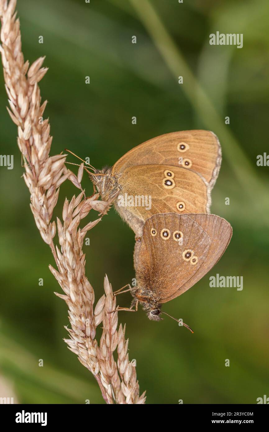 Aphantopus hyperantus, commonly known as the Ringlet butterfly Stock ...