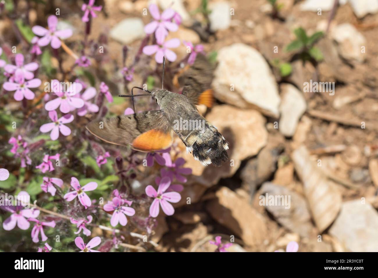 Macroglossum stellatum, known as Hummingbird hawkmoth, Hummingbird hawk ...