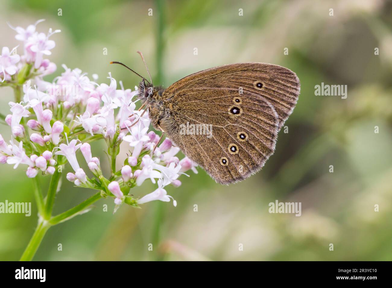 Aphantopus hyperantus, commonly known as the Ringlet butterfly Stock ...