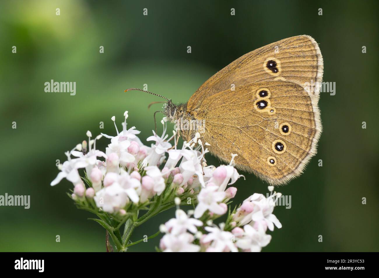 Aphantopus hyperantus, commonly known as the Ringlet butterfly Stock ...