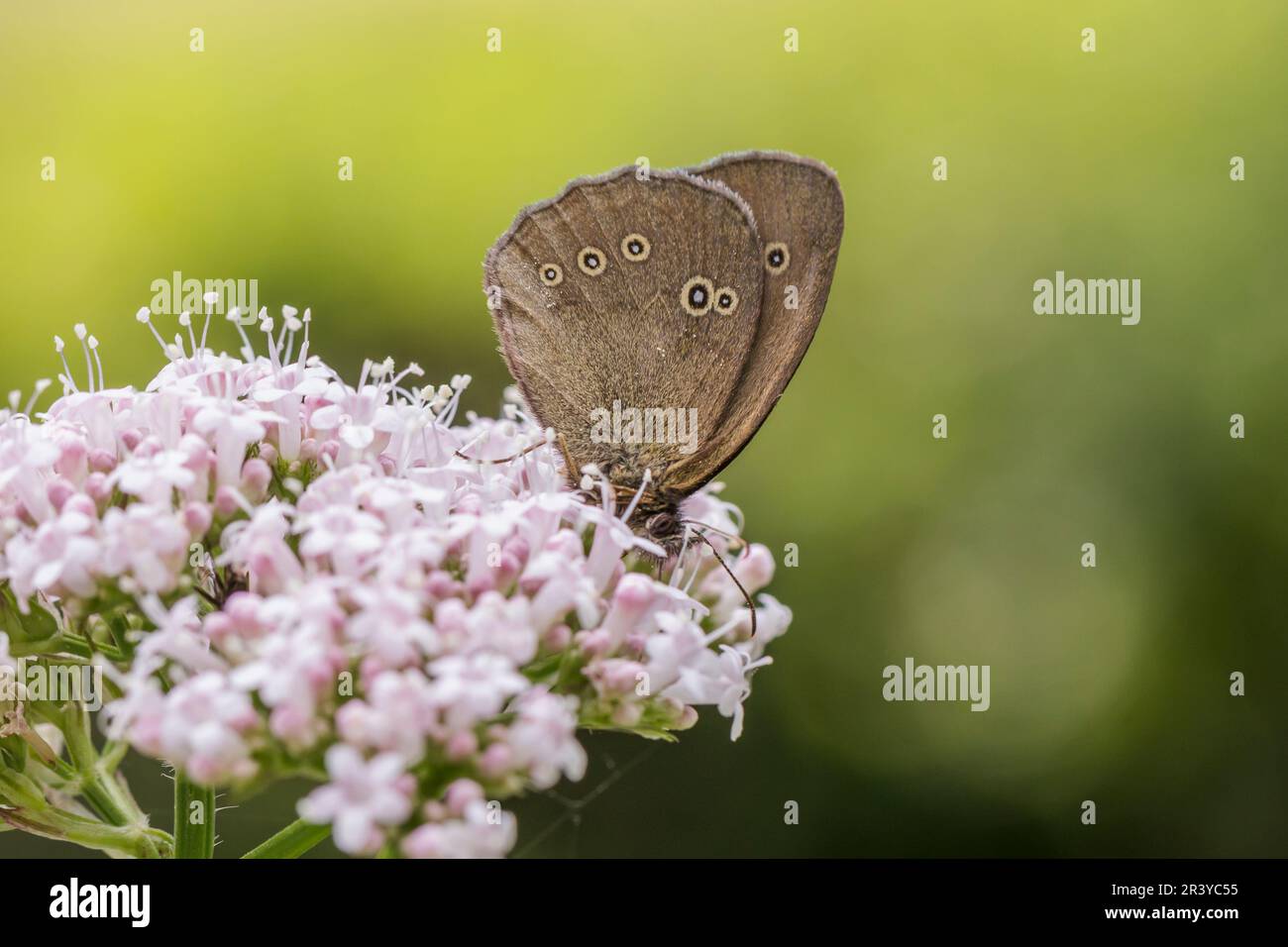 Aphantopus hyperantus, commonly known as the Ringlet butterfly Stock ...
