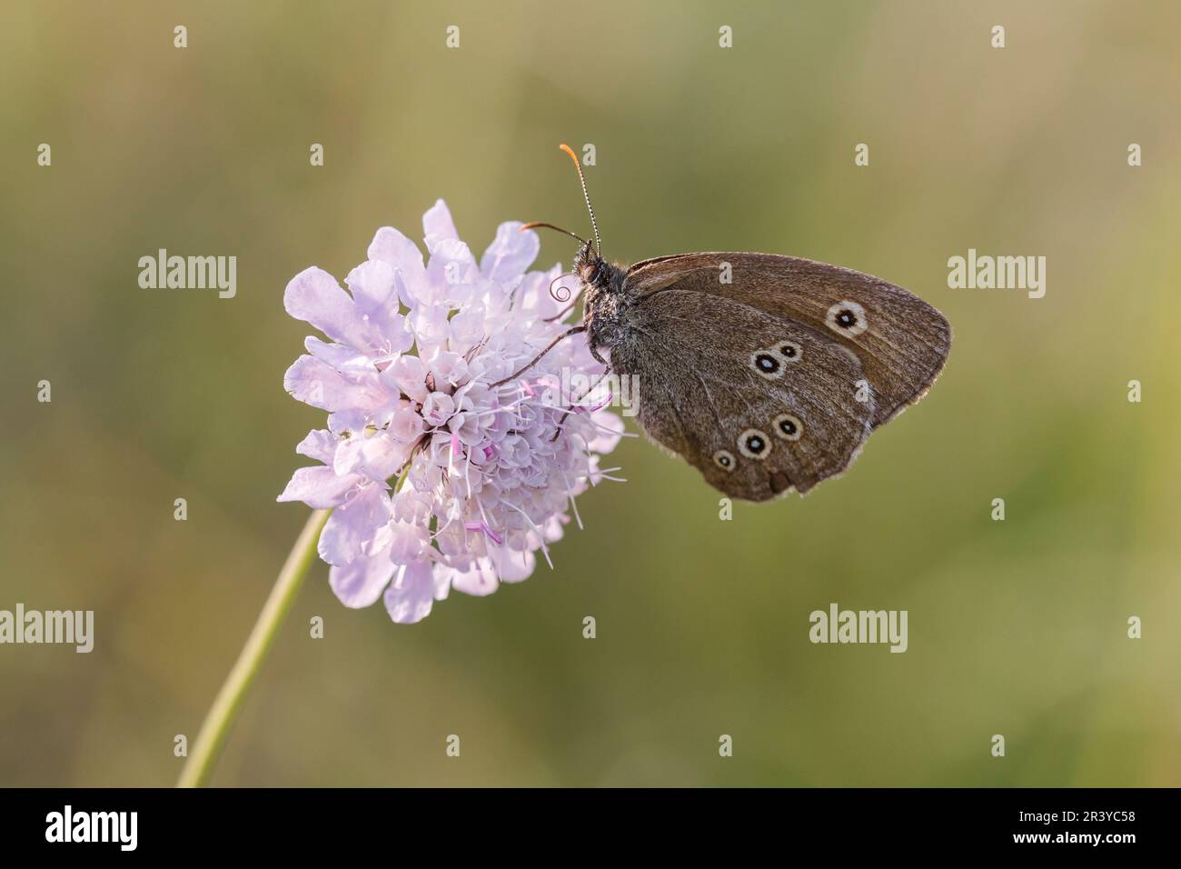 Aphantopus hyperantus, commonly known as the Ringlet butterfly Stock ...