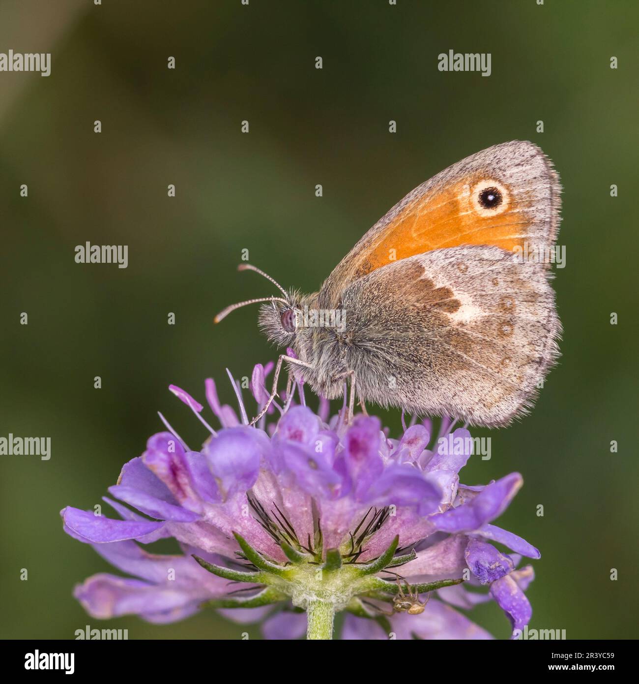 Coenonympha pamphilus, known as the Small heath butterfly Stock Photo ...
