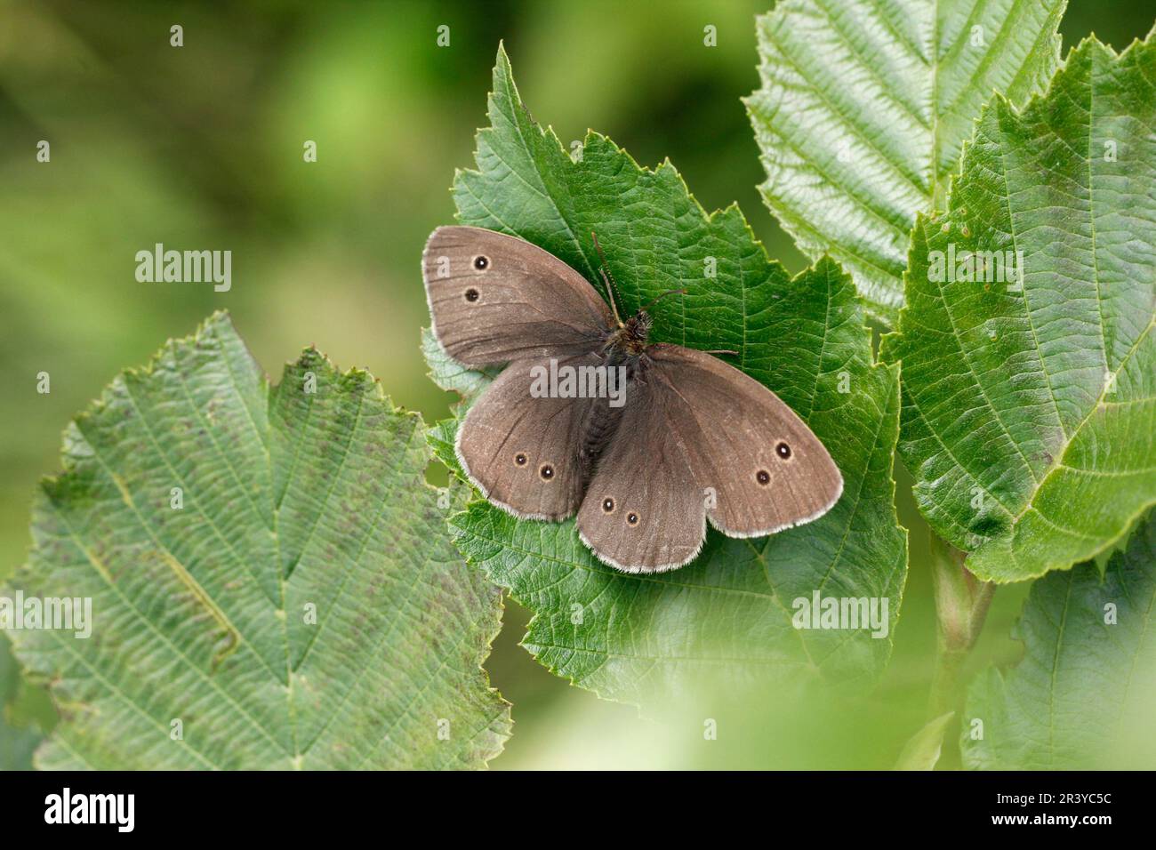 Aphantopus hyperantus, commonly known as the Ringlet butterfly Stock ...