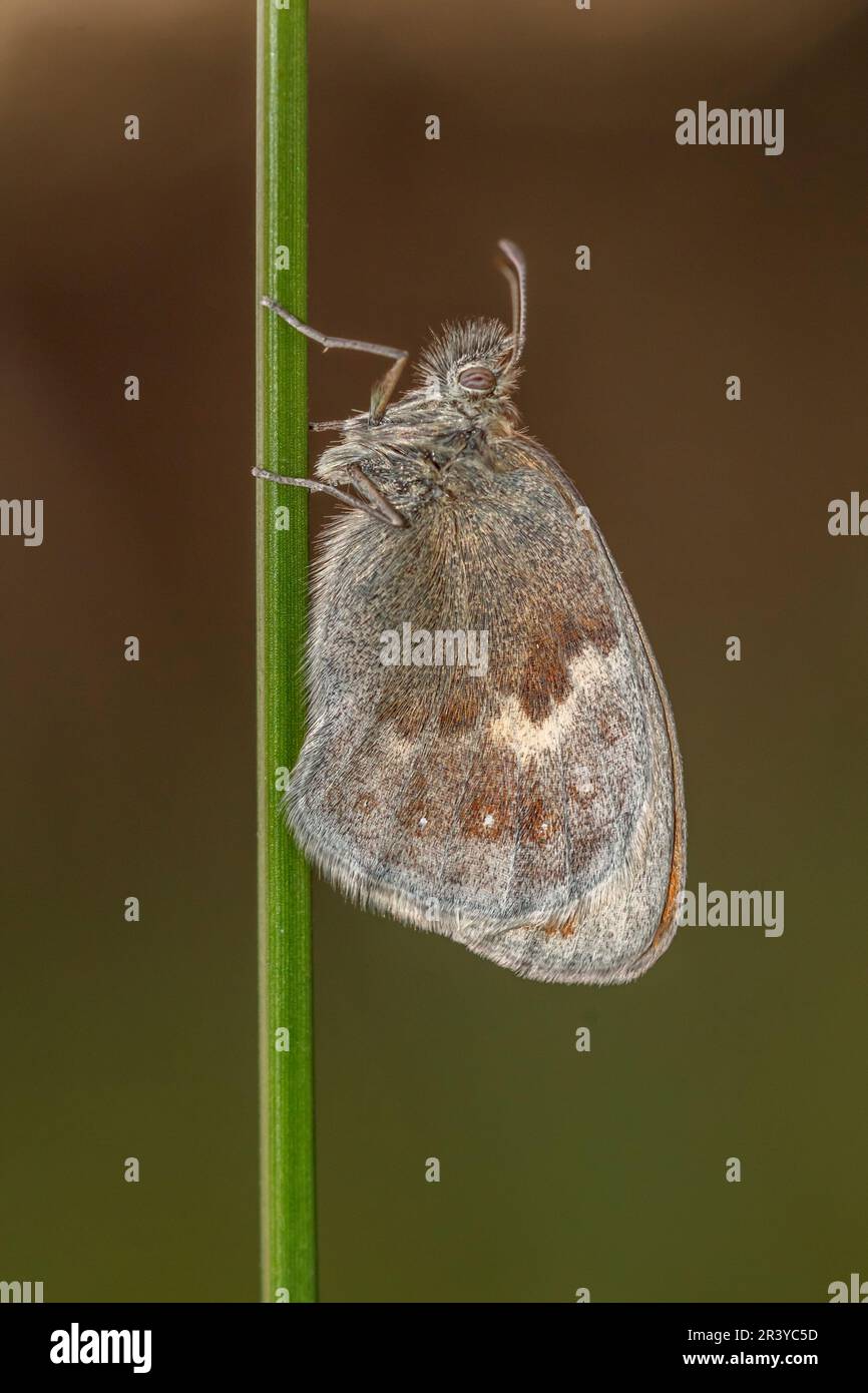 Coenonympha pamphilus, known as the Small heath butterfly Stock Photo ...
