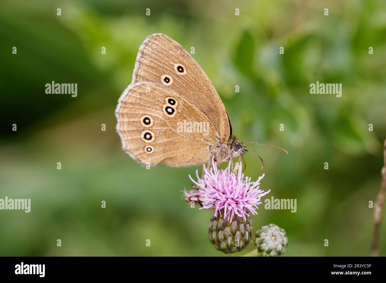Aphantopus hyperantus, commonly known as the Ringlet butterfly Stock ...