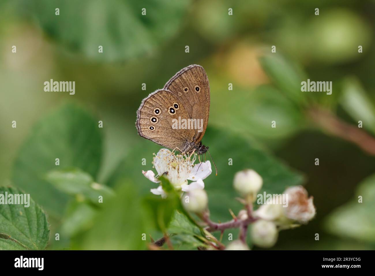 Aphantopus hyperantus, commonly known as the Ringlet butterfly Stock ...