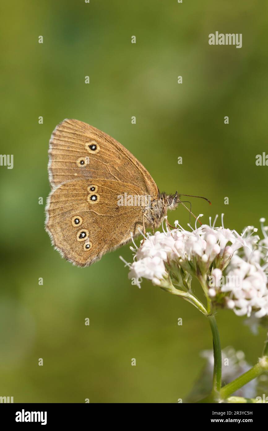 Aphantopus hyperantus, commonly known as the Ringlet butterfly Stock ...