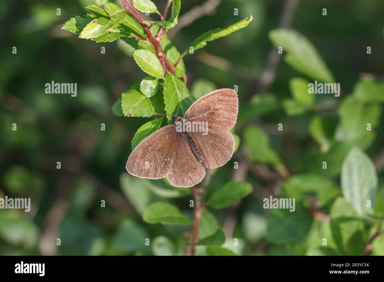 Aphantopus hyperantus, commonly known as the Ringlet butterfly Stock ...