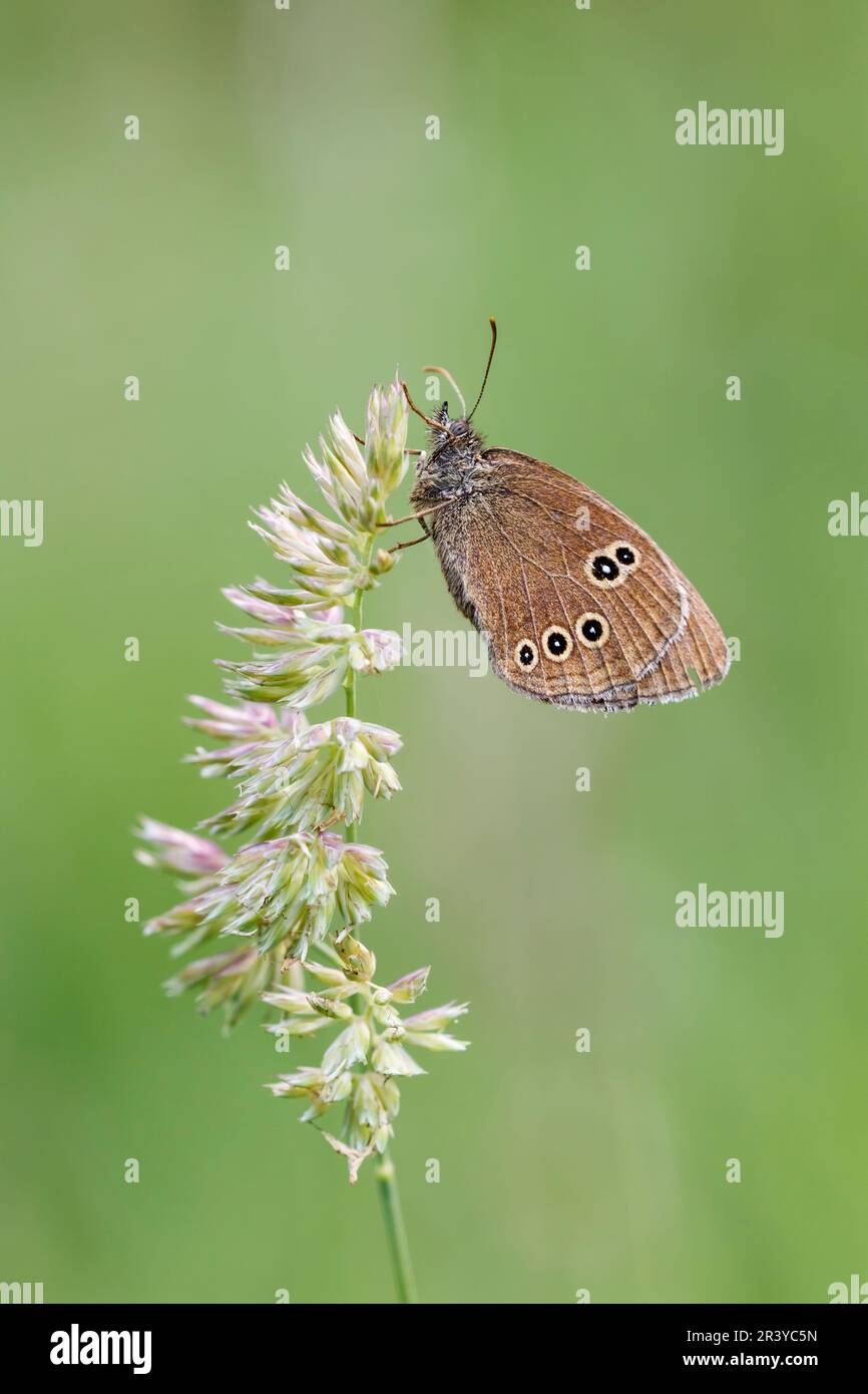 Aphantopus hyperantus, commonly known as the Ringlet butterfly Stock ...