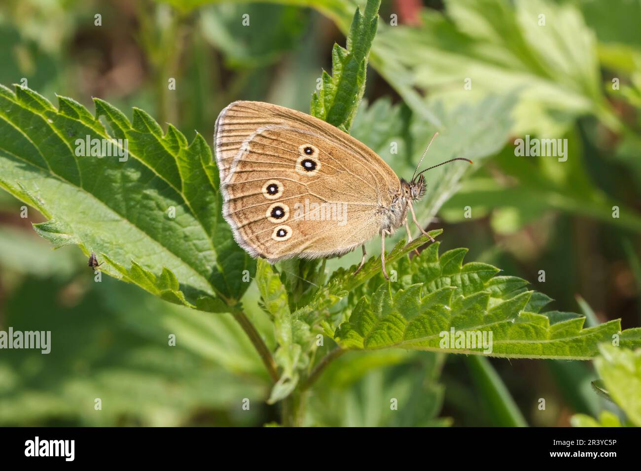 Aphantopus hyperantus, commonly known as the Ringlet butterfly Stock ...