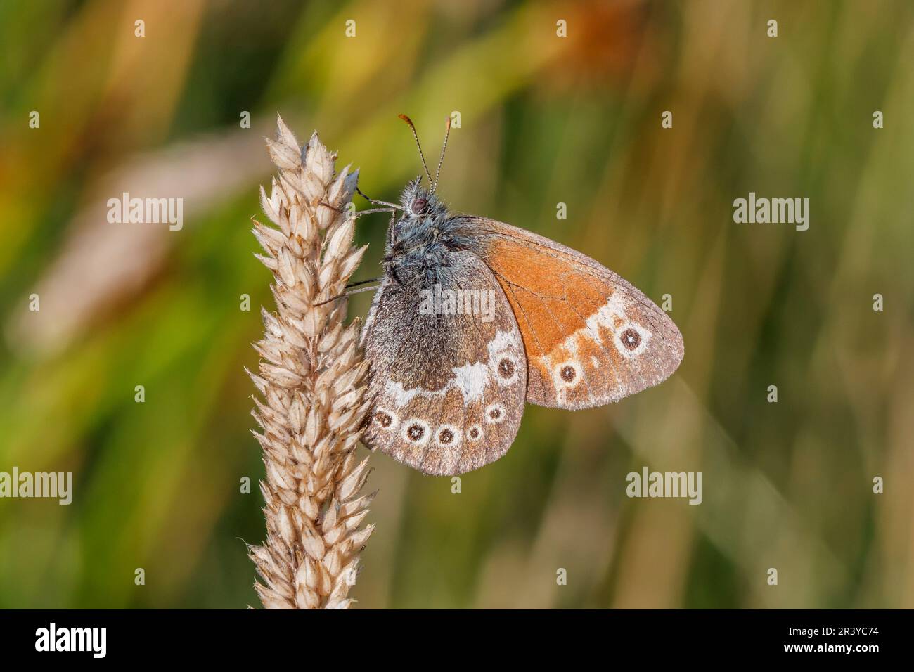 Coenonympha tullia, known as Common ringlet, Large heath Stock Photo ...