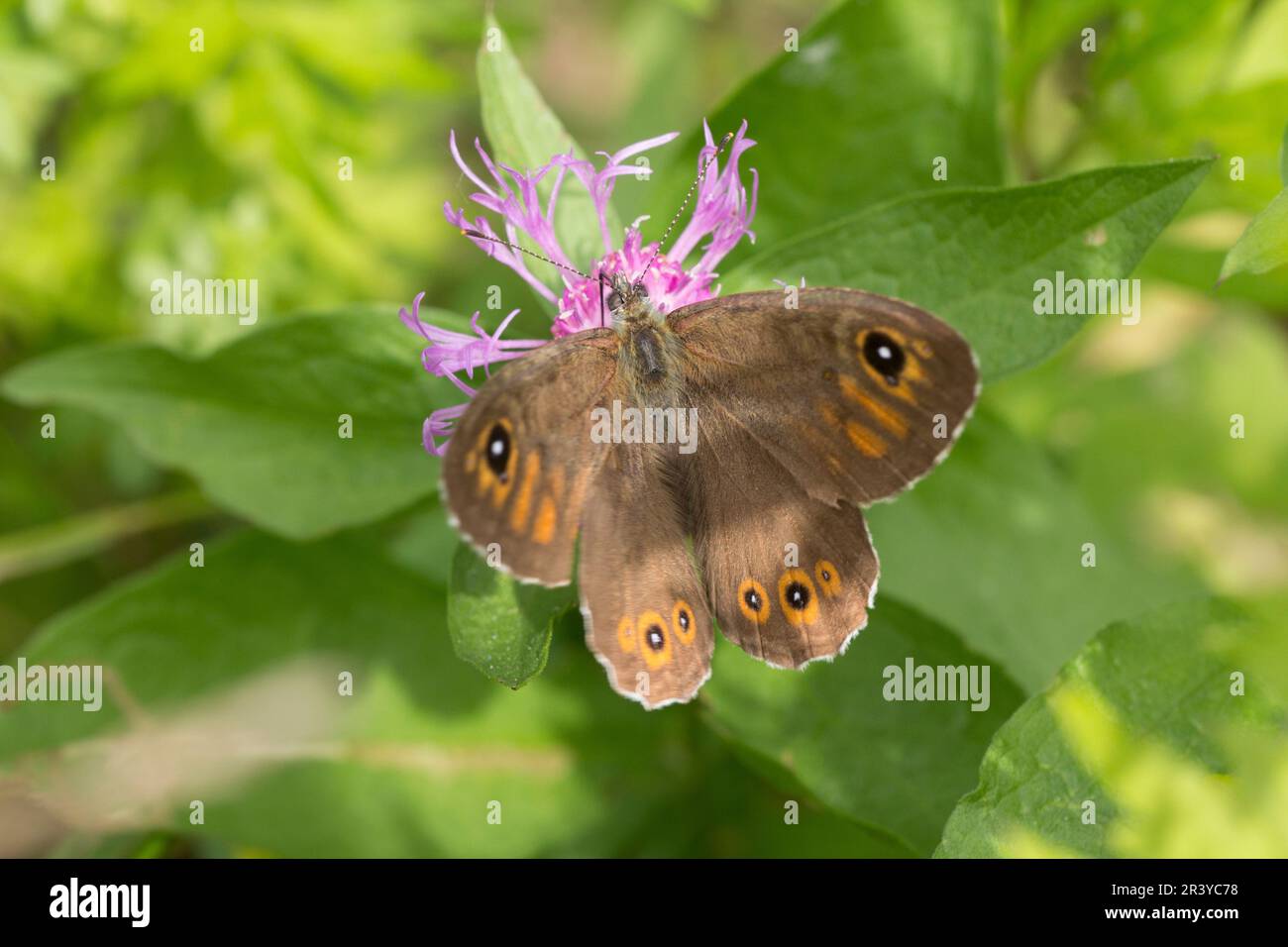 Lasiommata maera maera, known as Large wall brown butterfly Stock Photo ...